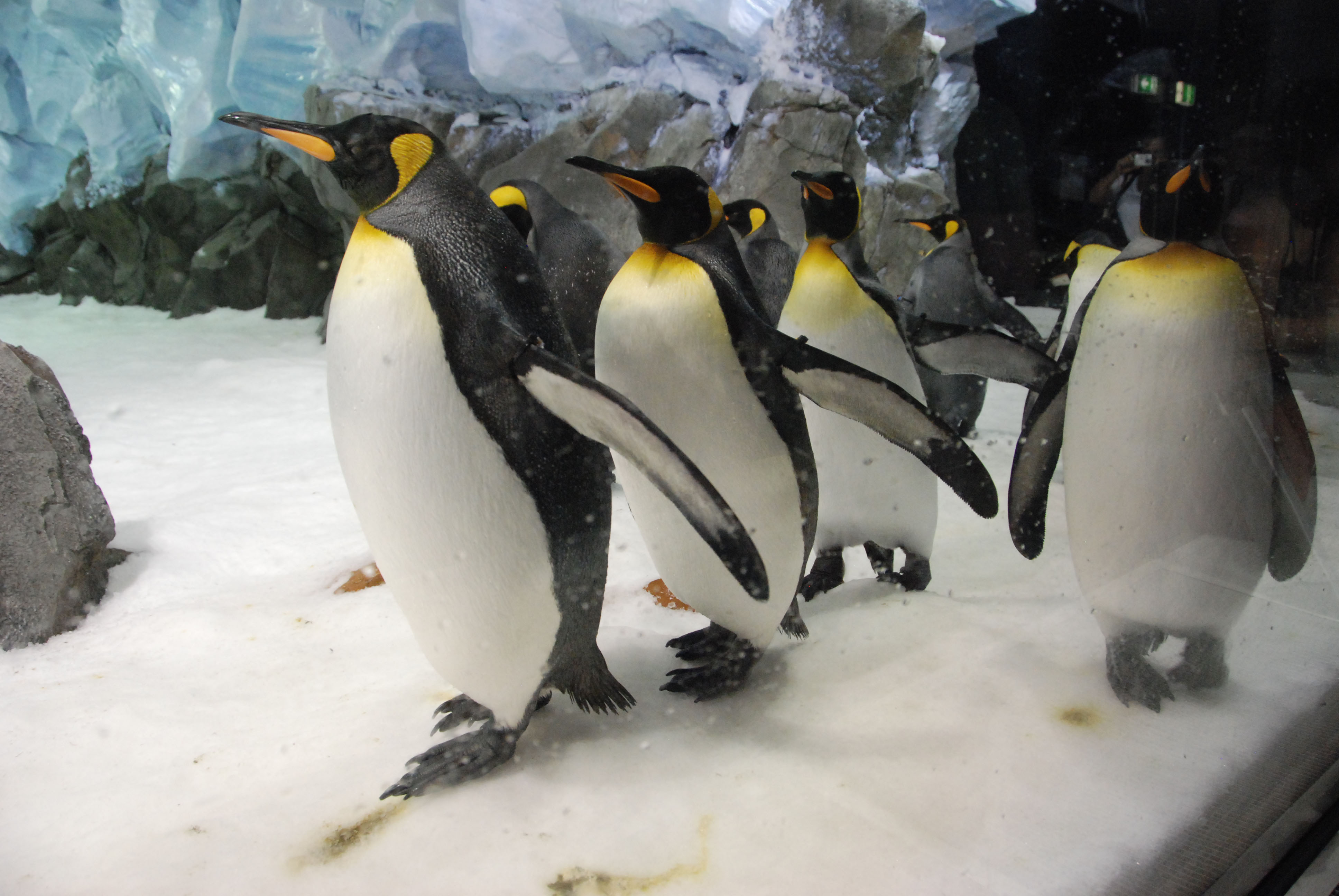 Sea World (Australia) - Penguin Encounter